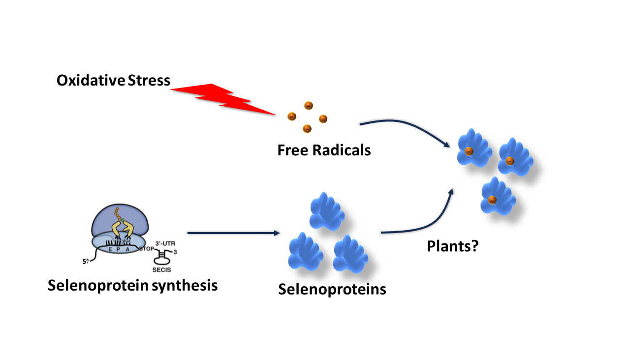 Selenoprotein | Van Breusegem Lab